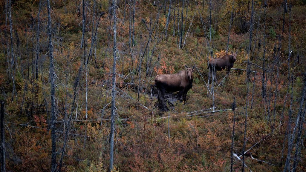 Alaska's Grizzly Gauntlet - National Geographic - For everyone in ...