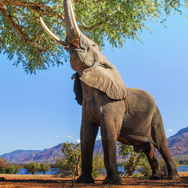 Animals Gone Wild - National Geographic - For everyone in everywhere