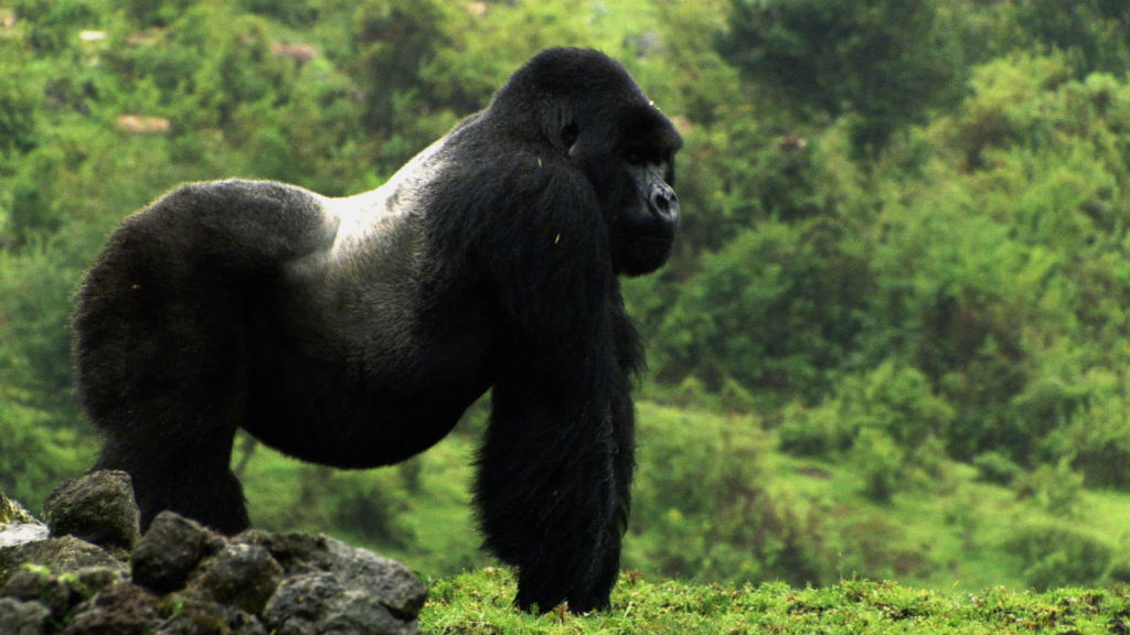 Kingdom Of The Apes - National Geographic - For everyone in everywhere