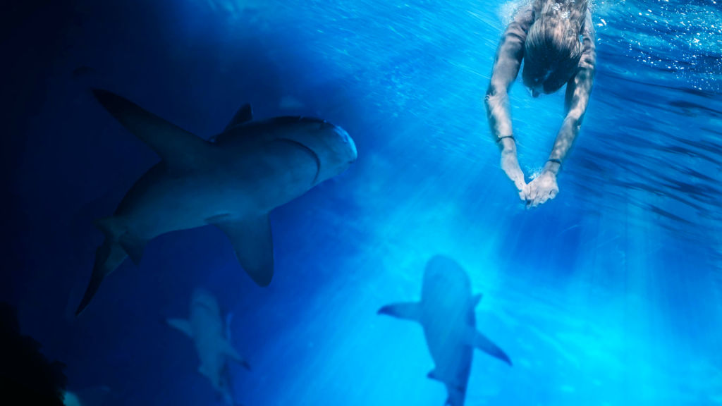 When Sharks Attack 360 - National Geographic - For everyone in everywhere