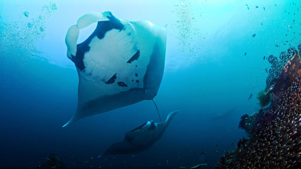 Wild Hawaii - National Geographic - For everyone in everywhere