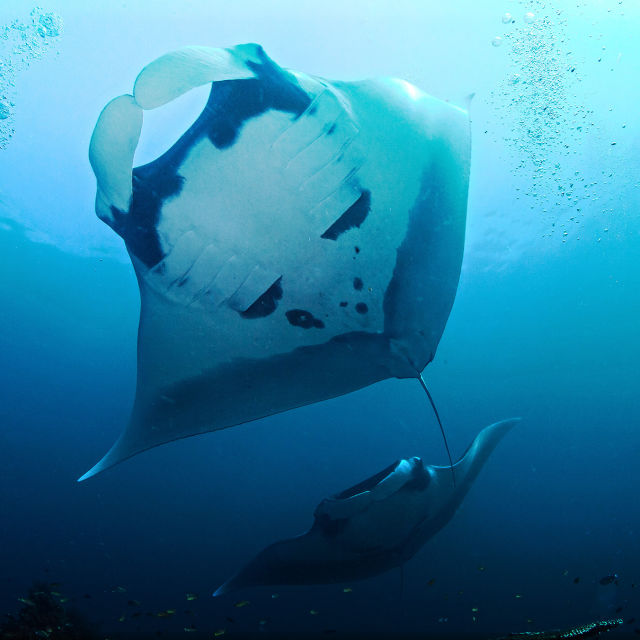 Wild Hawaii - National Geographic - For everyone in everywhere