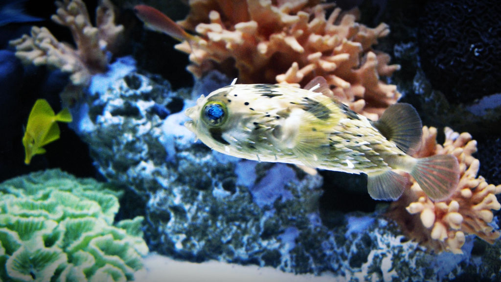 Fish Tank Kings - National Geographic - For everyone in everywhere