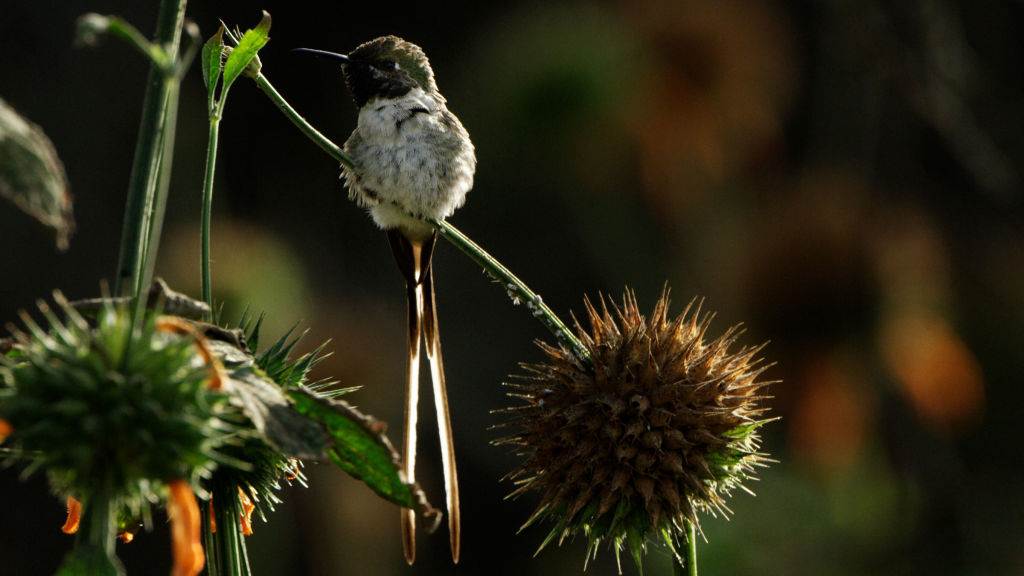 Wild Chile - National Geographic - For everyone in everywhere