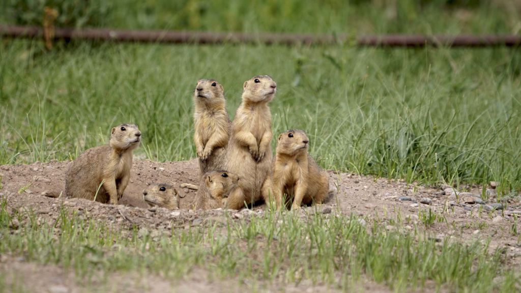 Prairie Dog Dynasty - National Geographic - For everyone in everywhere