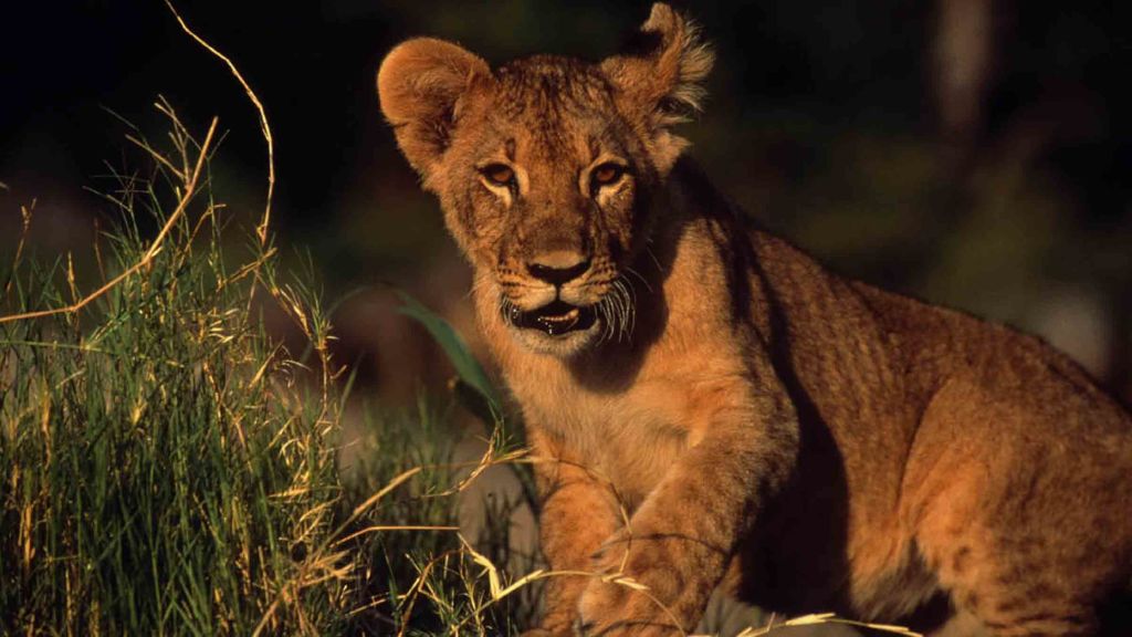 Predator Land: Lions & Leopards - National Geographic - For everyone in ...