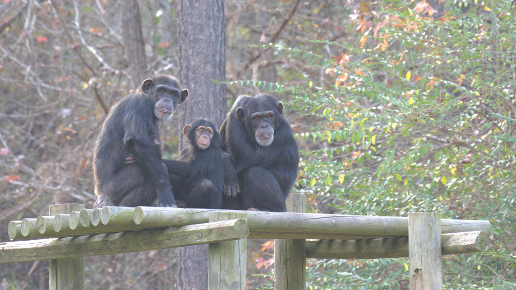 Meet The Chimps - National Geographic - For everyone in everywhere