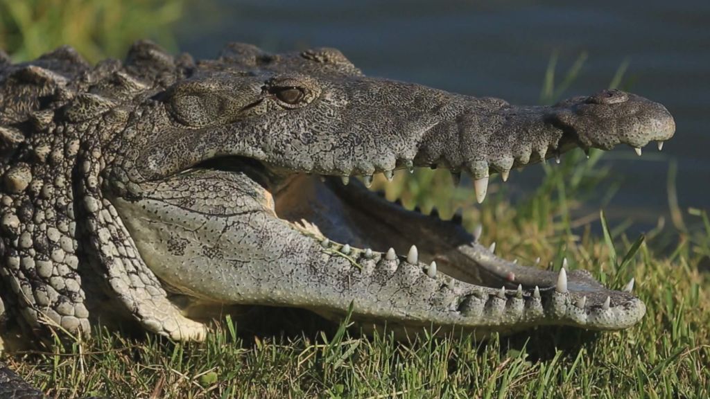 When Predators Attack - National Geographic - For everyone in everywhere