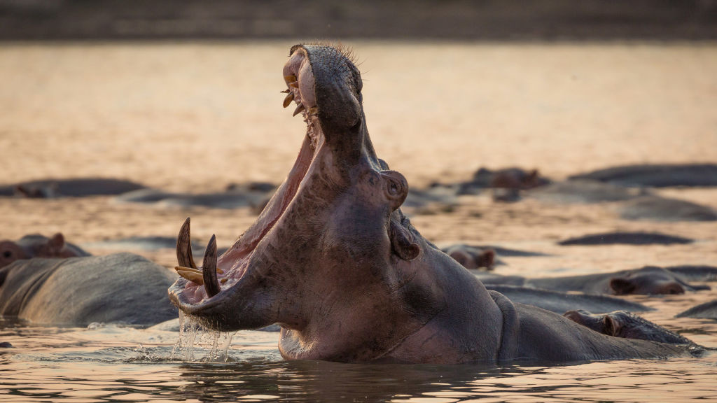 Underdogs - National Geographic - For everyone in everywhere