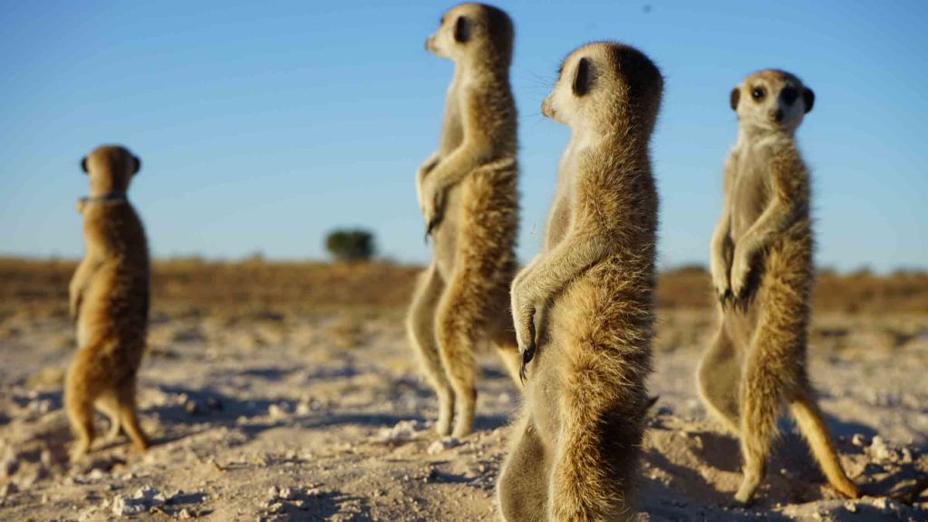 In The Womb: Animal Babies - National Geographic - For everyone in ...