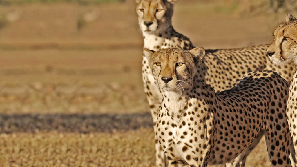 Storm Cats - National Geographic for everyone in everywhere