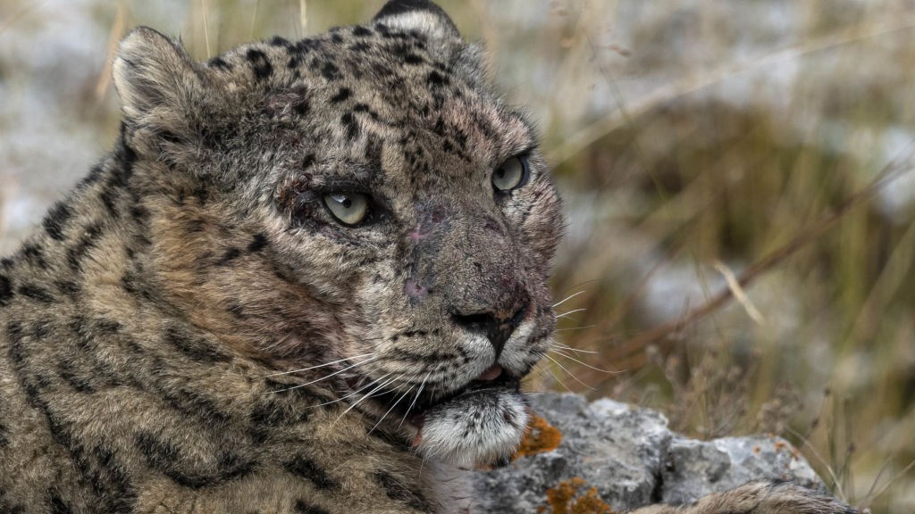 Frozen Kingdom of The Snow Leopard - National Geographic for everyone ...