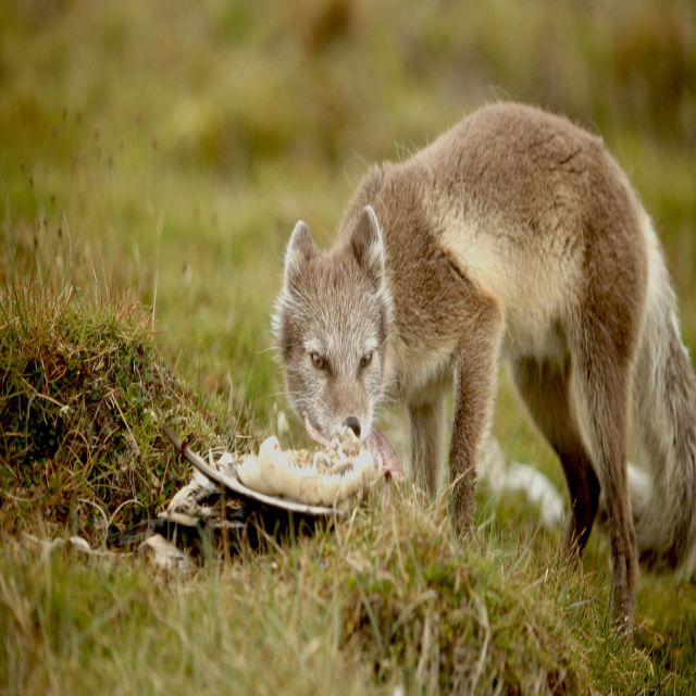America's Deadliest - National Geographic for everyone in everywhere