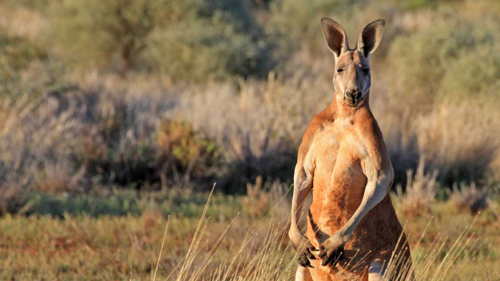 Wild Australia: Kangaroo King - National Geographic for everyone in ...