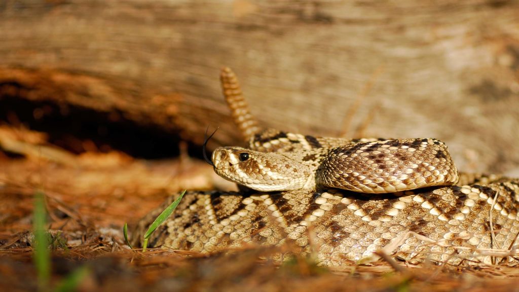 Monster Snakes - National Geographic for everyone in everywhere