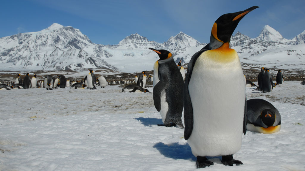 A Penguin's Life - National Geographic for everyone in everywhere