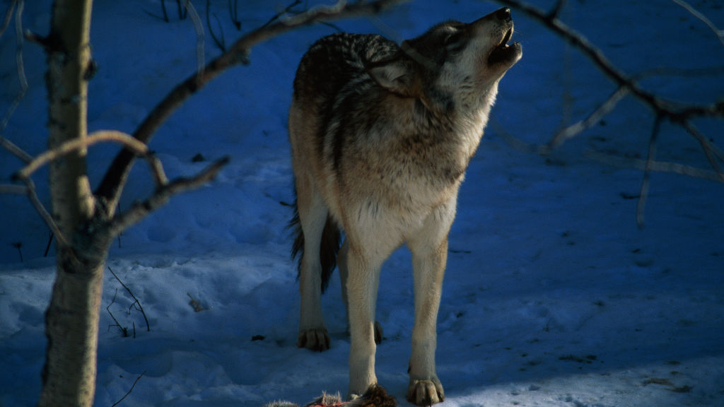 Valley of The Wolves - National Geographic for everyone in everywhere