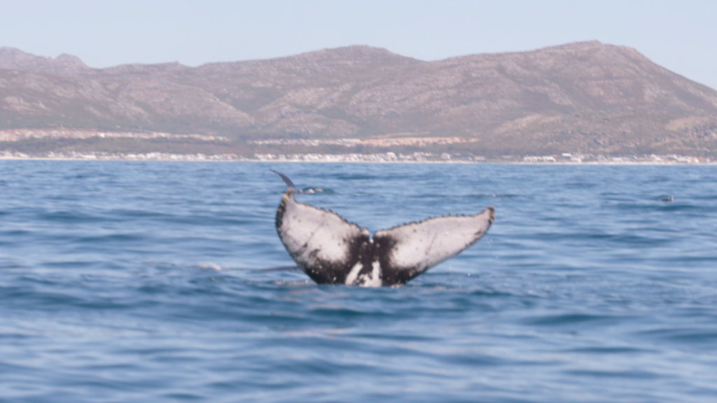 Killer Shark vs. Killer Whale - National Geographic for everyone in ...