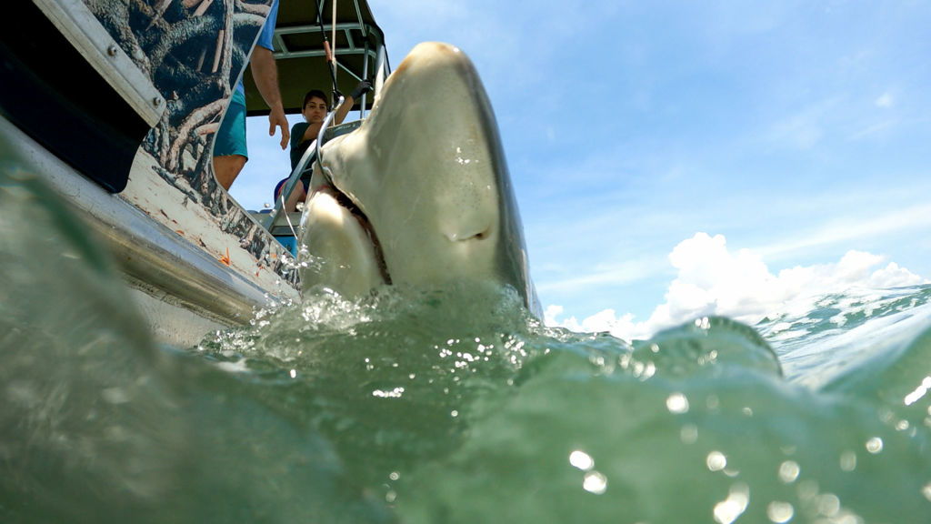 Bull Shark Bandits - National Geographic for everyone in everywhere
