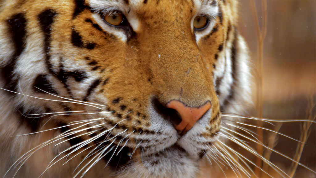 Amur Tiger: Secret Kingdom - National Geographic for everyone in everywhere