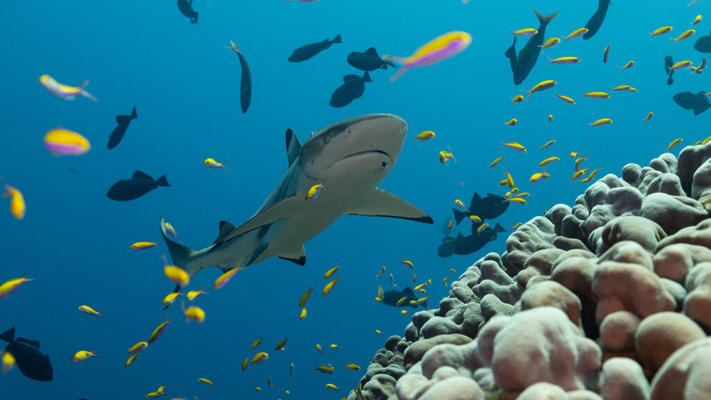 Super Reefs - National Geographic for everyone in everywhere