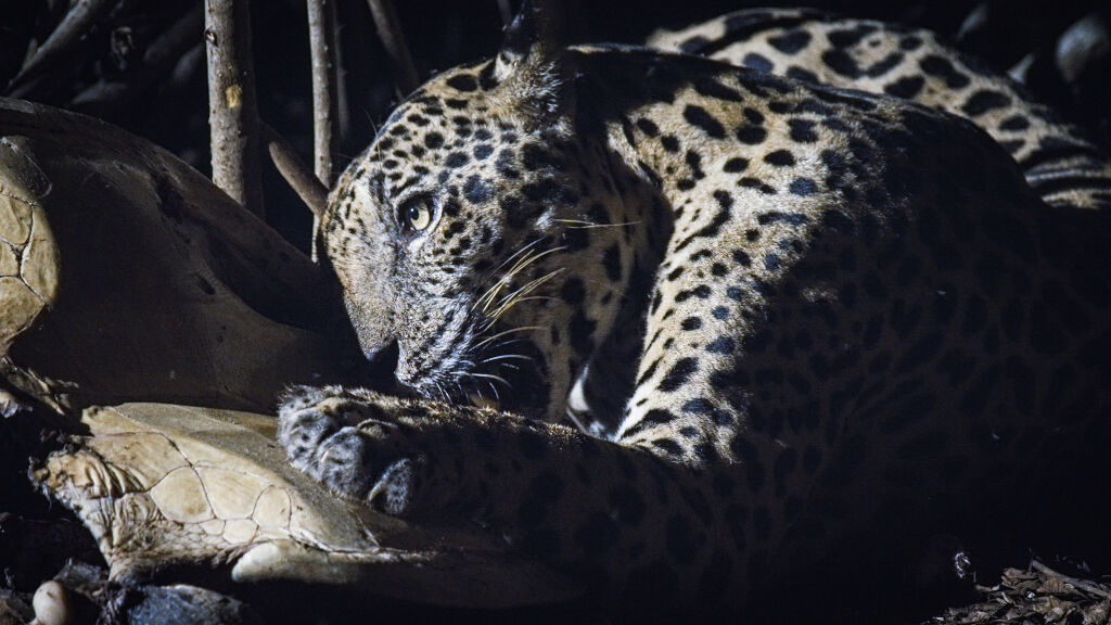 Jaguar Beach - National Geographic for everyone in everywhere