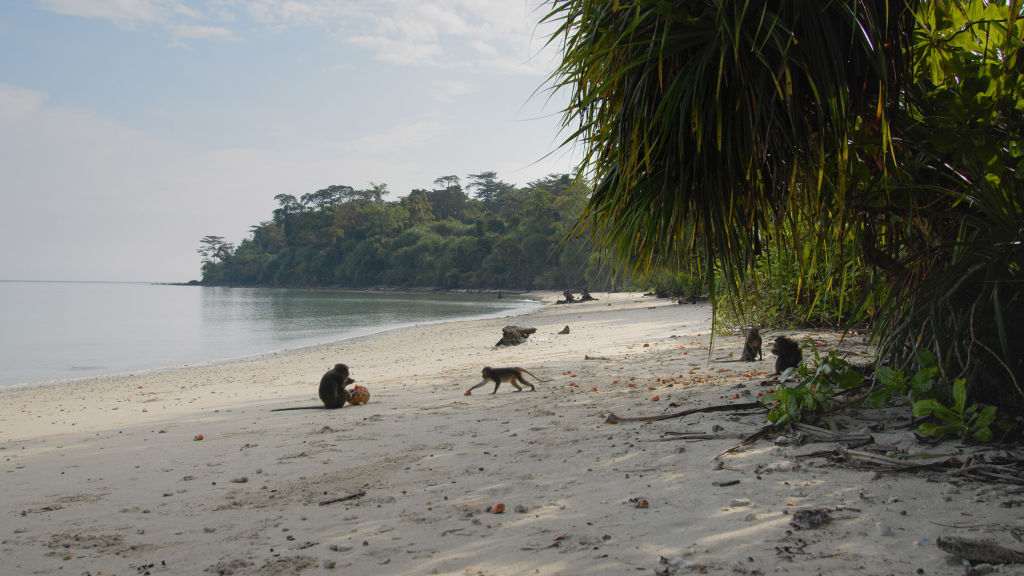 Nicobar Islands: A Monkey's Long Tale - National Geographic for ...