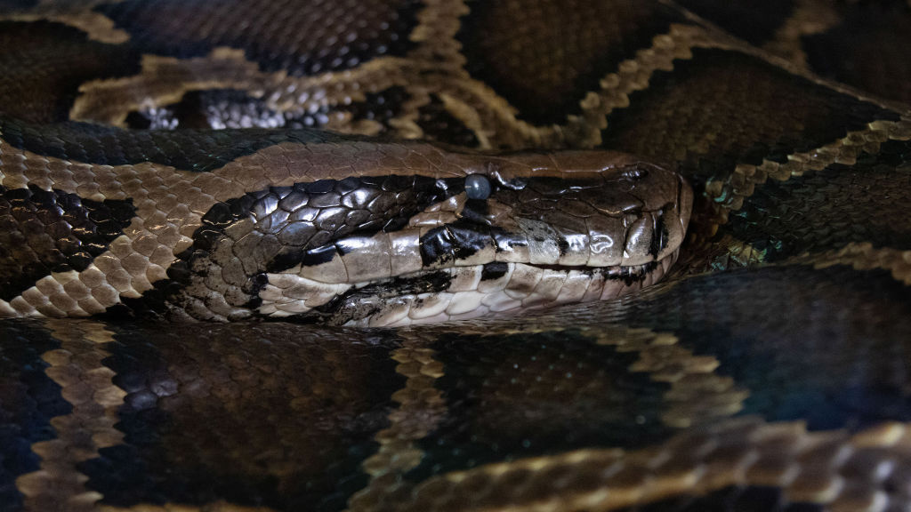 Python Invasion - National Geographic for everyone in everywhere