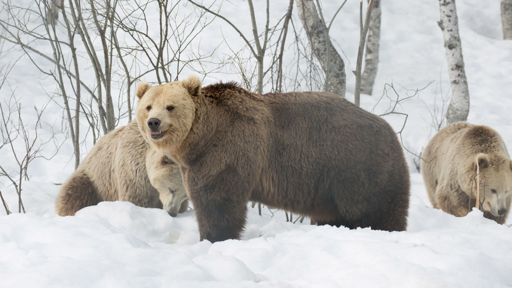 Winter of the Bear - National Geographic for everyone in everywhere