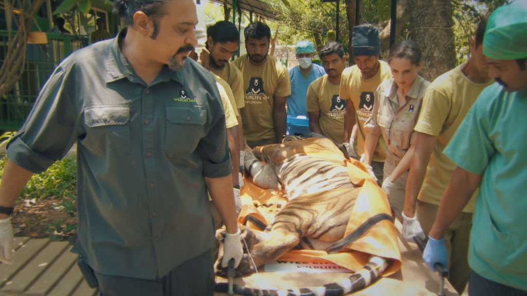 Jungle Animal Rescue - National Geographic for everyone in everywhere