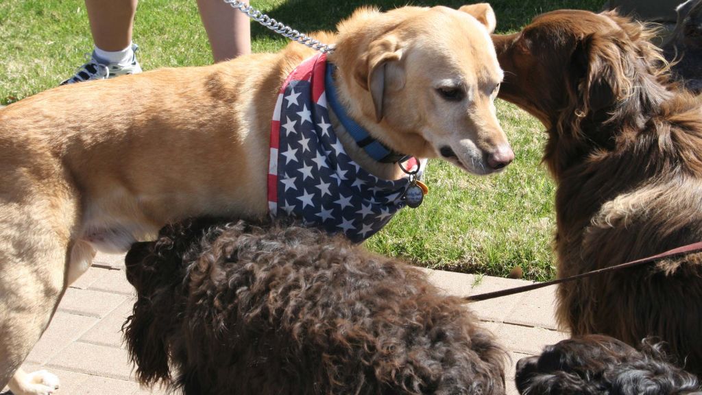 Science of Dogs: The X Factor - National Geographic for everyone in ...