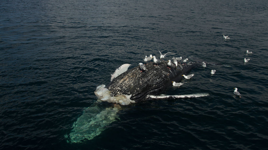 World's Deadliest Whale - National Geographic for everyone in everywhere