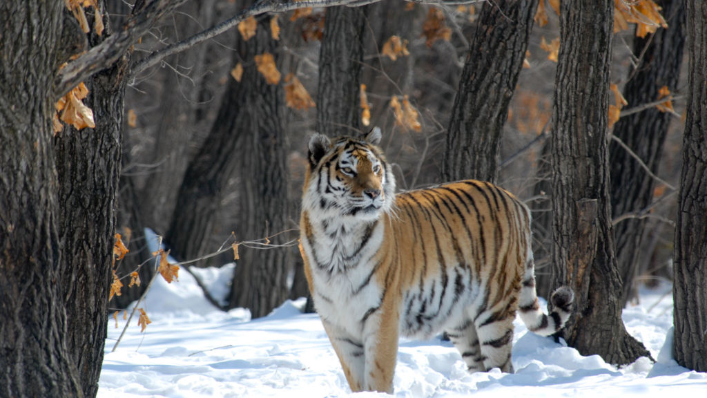 Russia's Wild Tiger - National Geographic for everyone in everywhere