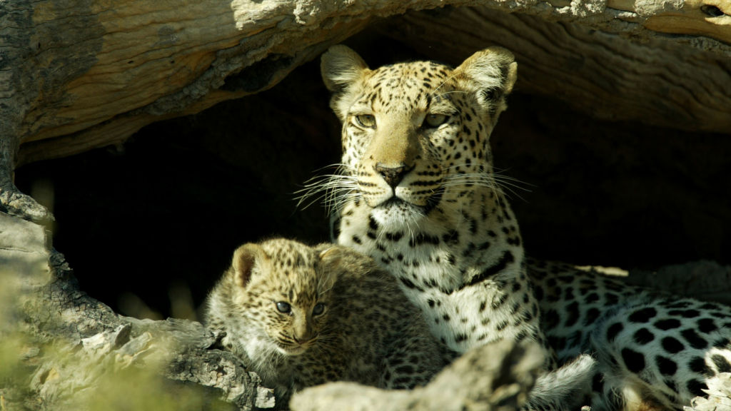 Living With Big Cats (Revealed) - National Geographic for everyone in ...