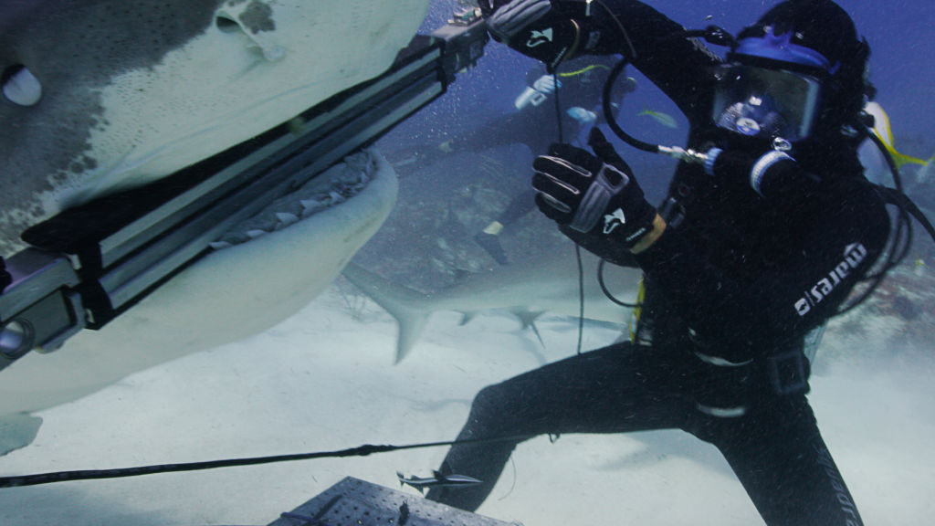 Shark Superpower - National Geographic for everyone in everywhere