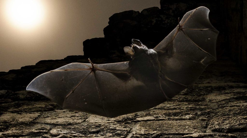 Giant Carnivorous Bats - National Geographic for everyone in everywhere