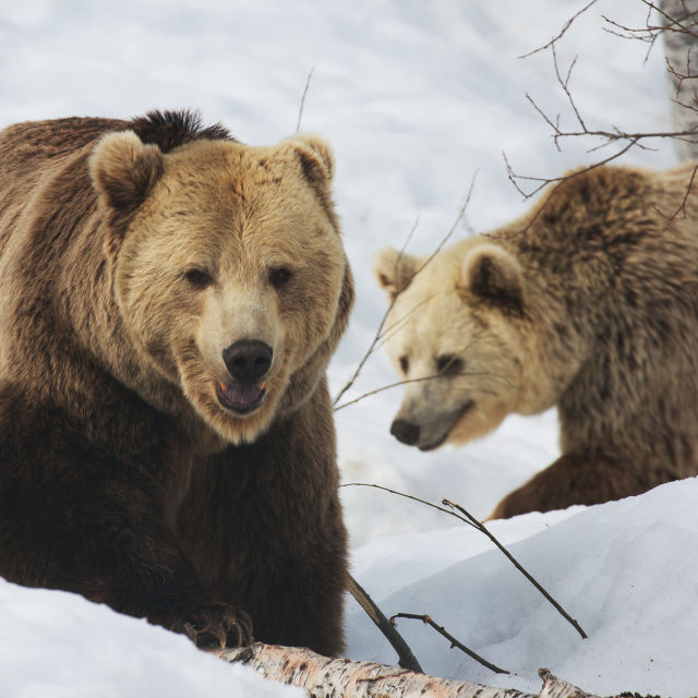 Wolf vs. Bear - National Geographic for everyone in everywhere