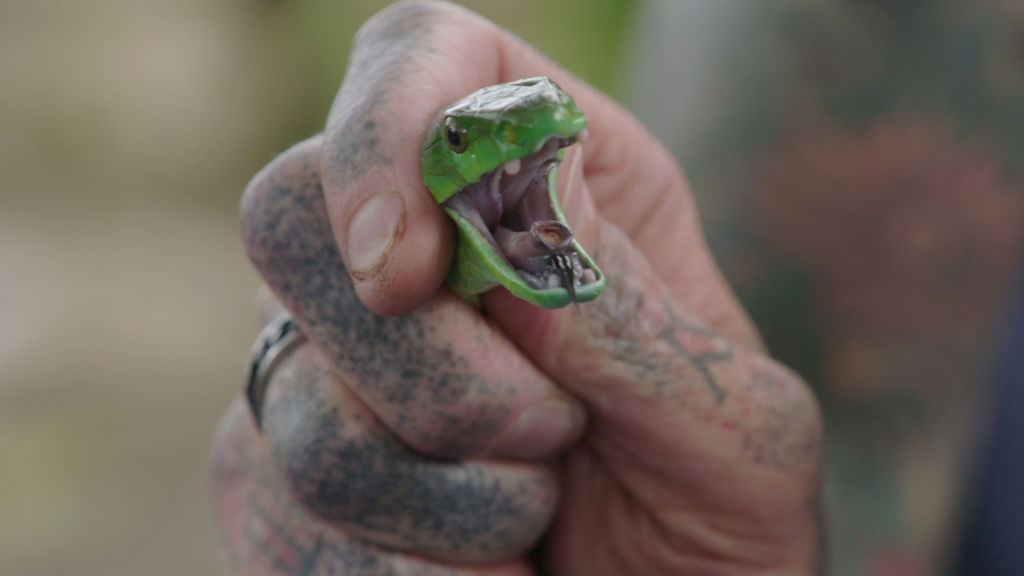 Snakes In The City - National Geographic for everyone in everywhere