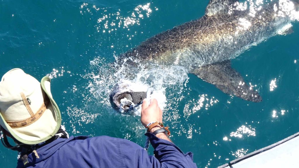 When Sharks Attack - National Geographic for everyone in everywhere
