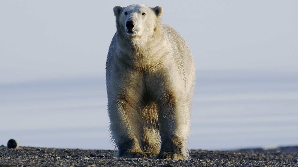Wild Russia - National Geographic for everyone in everywhere