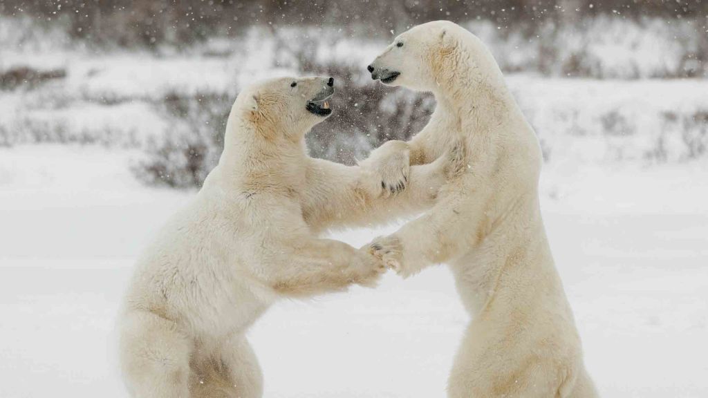 Wild Arctic - National Geographic for everyone in everywhere
