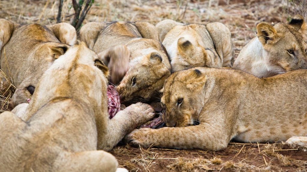 World's Deadliest: Lions - National Geographic for everyone in everywhere