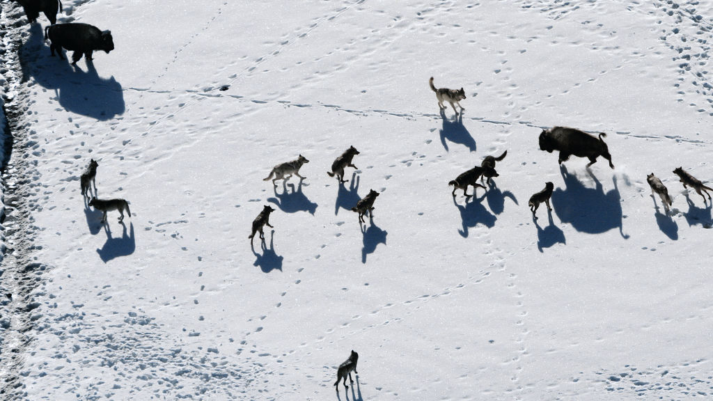 Yellowstone Wolf Dynasty 1 - National Geographic for everyone in everywhere