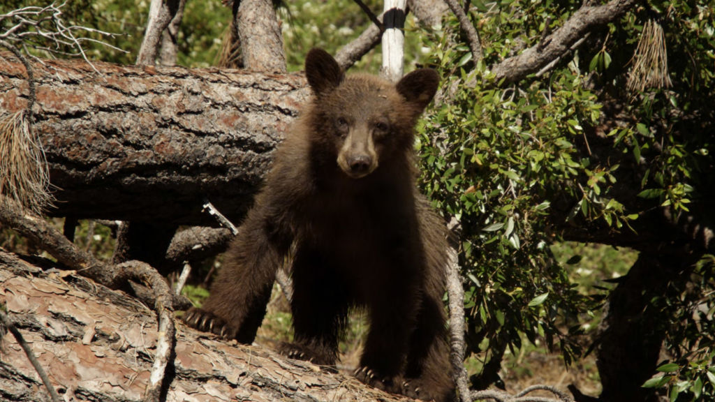 America's National Parks: Bears - National Geographic for everyone in ...