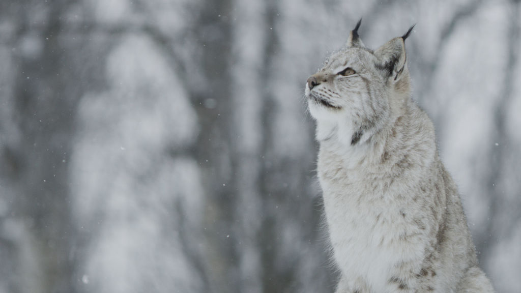 Wild Nordic - National Geographic for everyone in everywhere