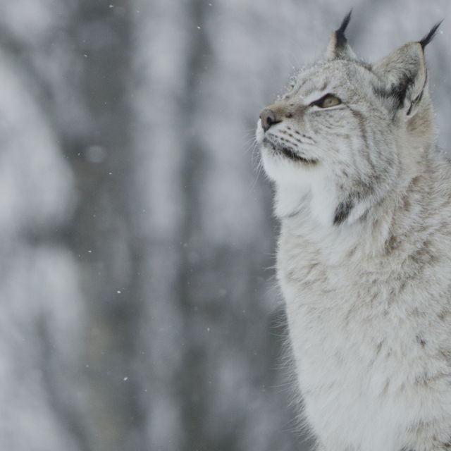 Wild Nordic - National Geographic for everyone in everywhere