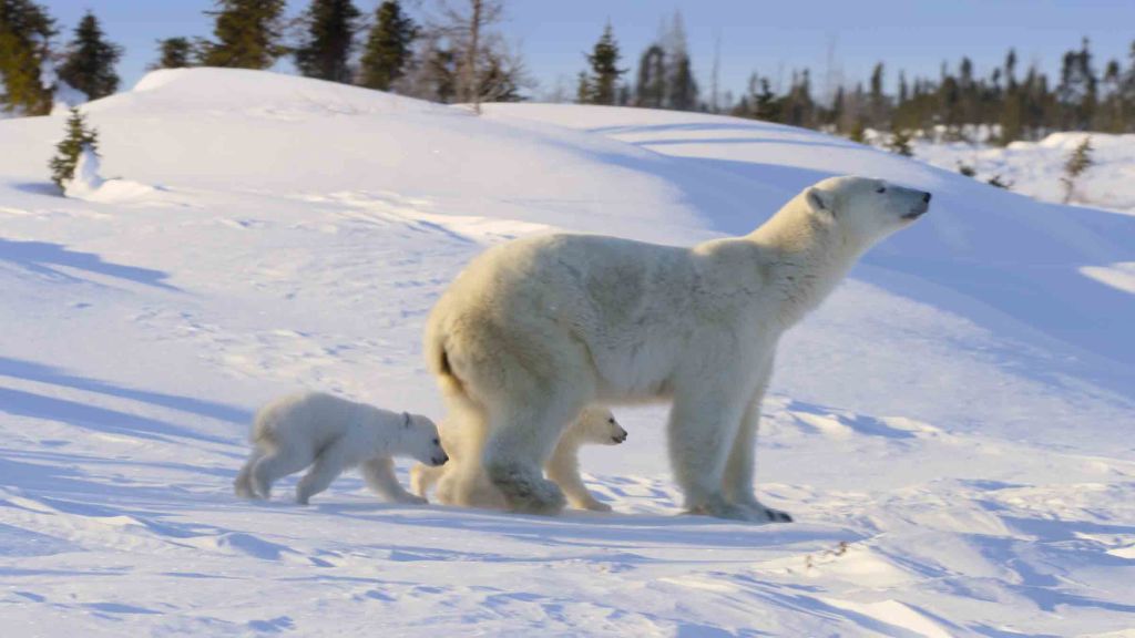 Incredible Animal Journeys - National Geographic for everyone in everywhere